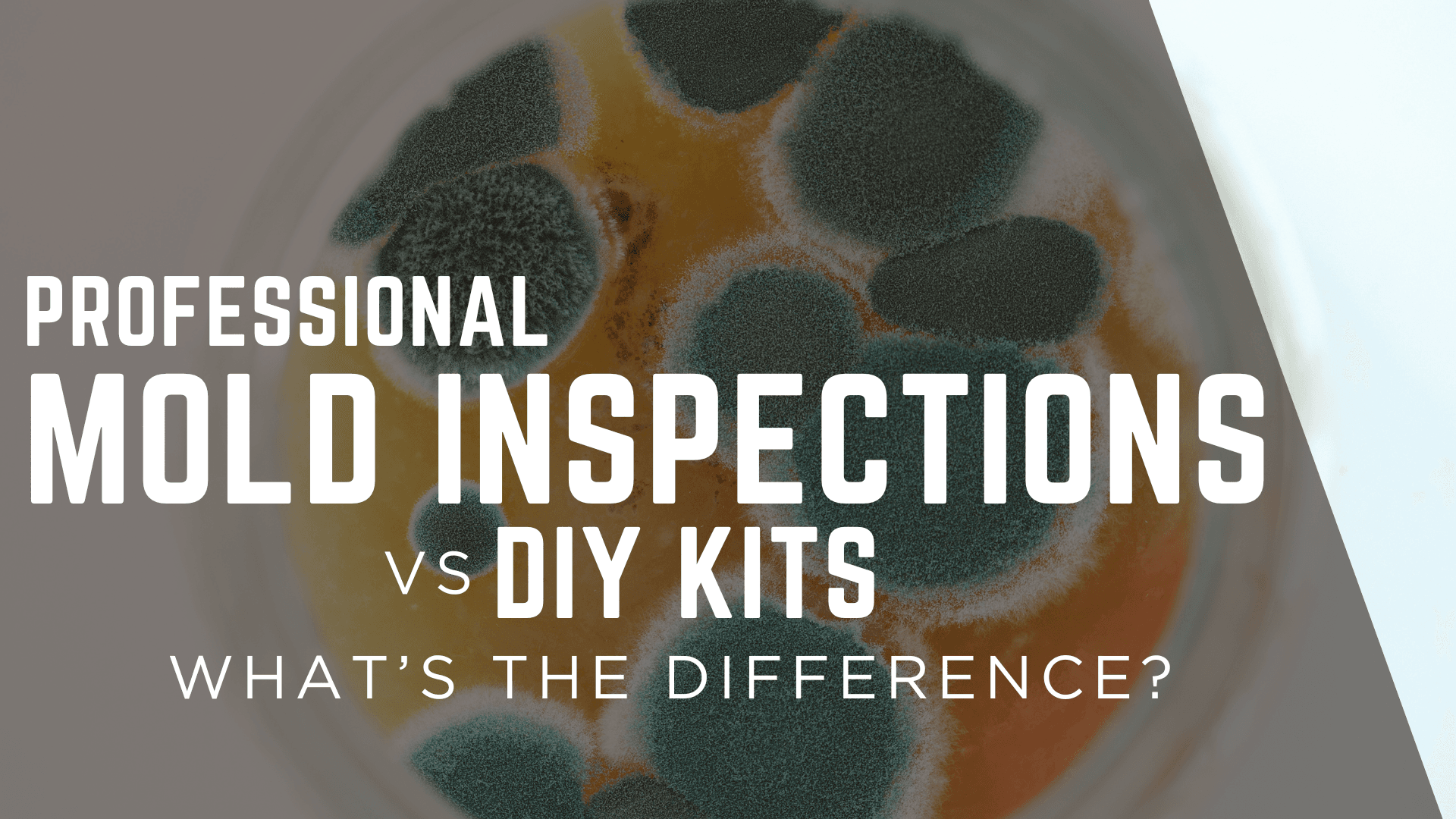 Professional Mold Inspection vs. DIY Kits: What’s the Difference ...